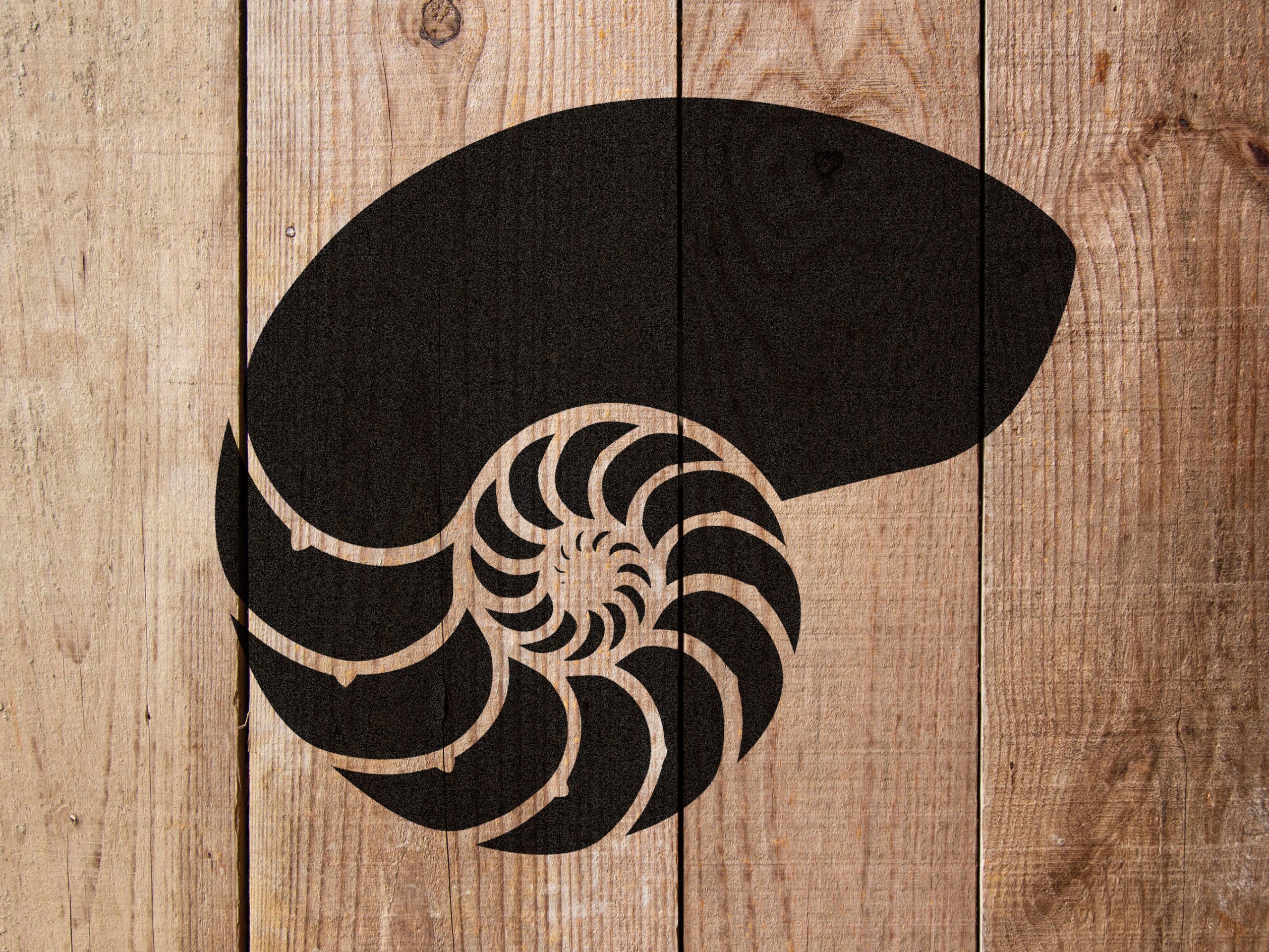 Seashell Stencil - Art and Wall Stencil - Stencil Giant